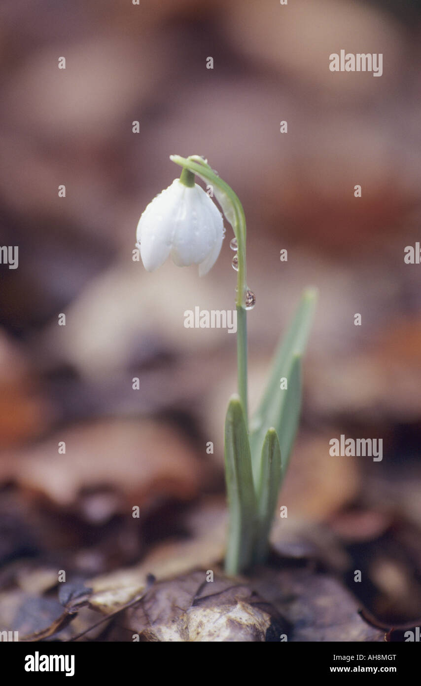 Single Galanthus nivalis snowdrop flower Stock Photo - Alamy