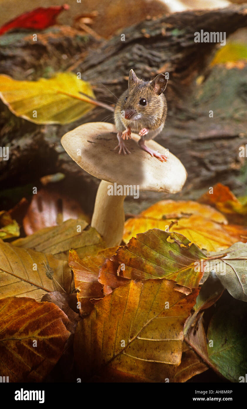 Mouse on toadstool Stock Photo - Alamy