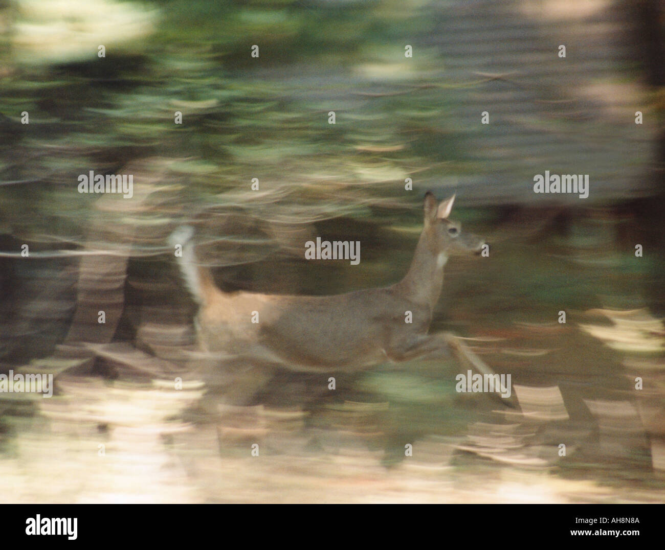 Deer sprint hi-res stock photography and images - Alamy