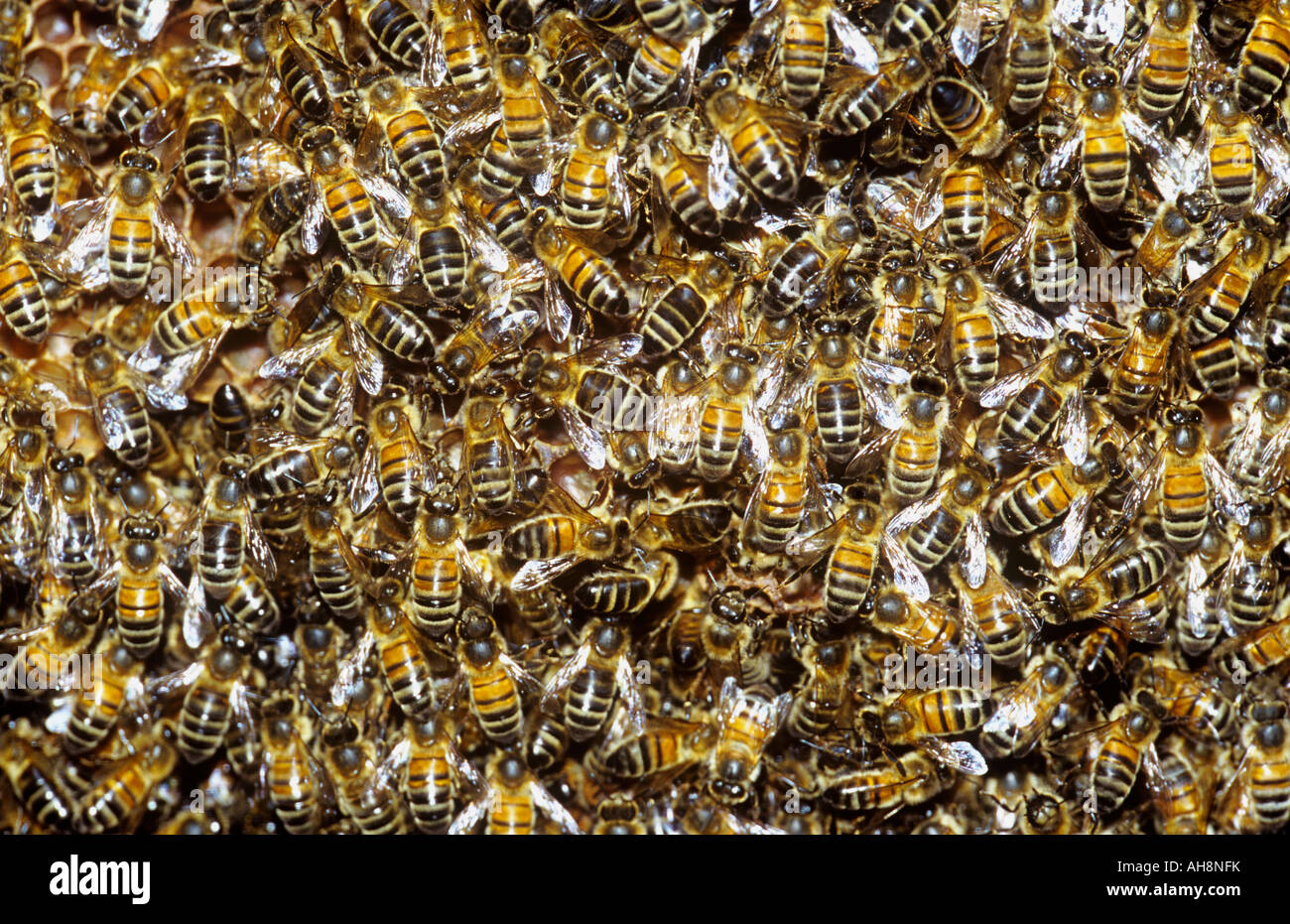 How to help bees hi-res stock photography and images - Alamy