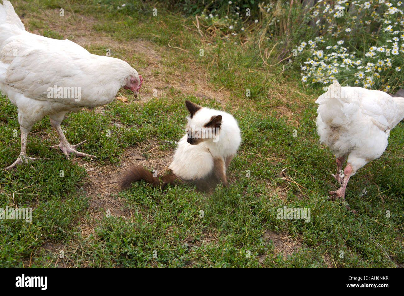 Blue eyed siamese hi-res stock photography and images - Alamy