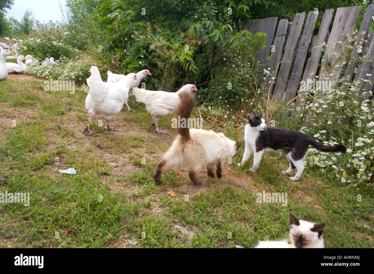 Cat chicken hi-res stock photography and images - Alamy