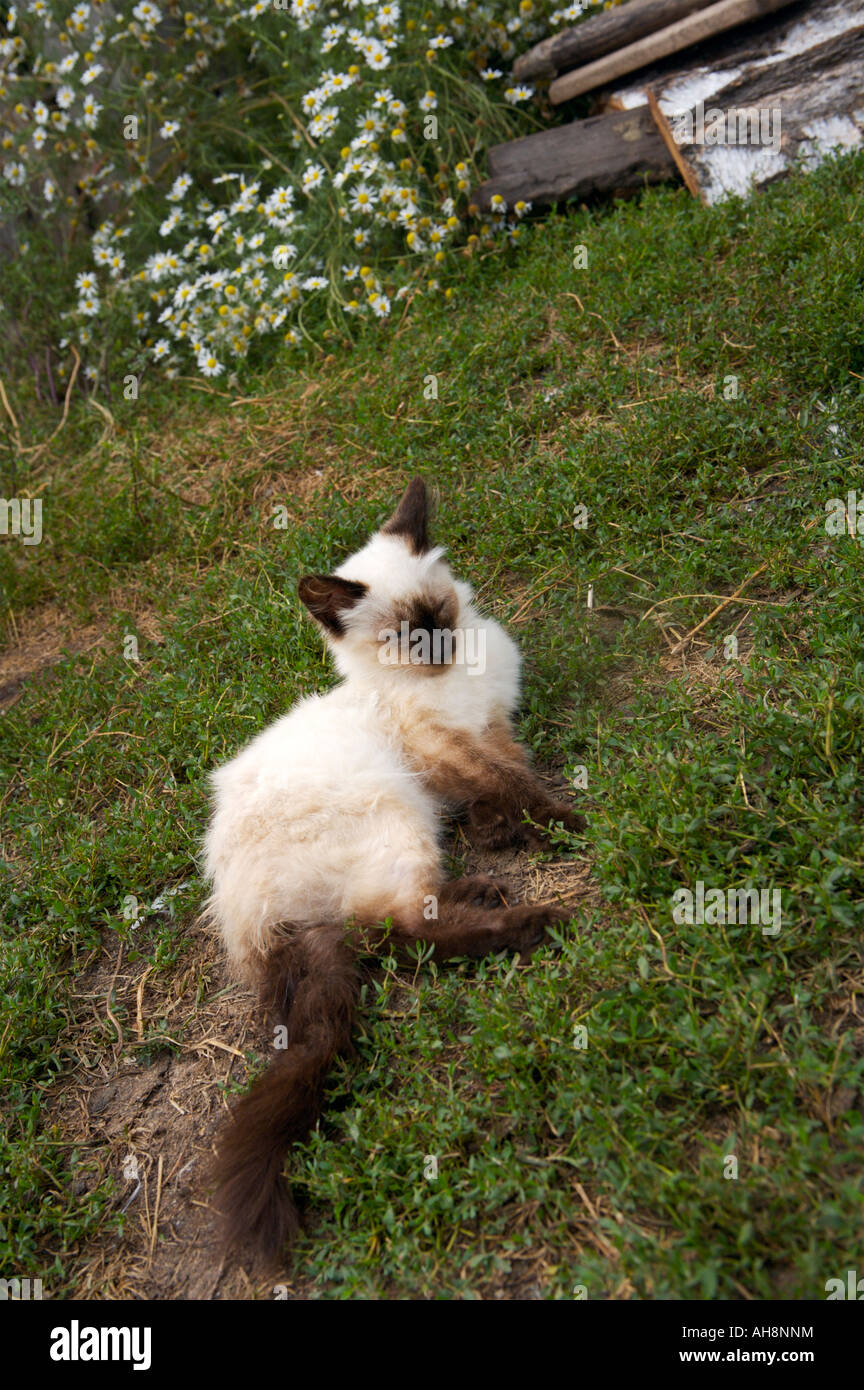Blue eyed siamese cat lying on the ground Altai Russia Stock Photo - Alamy
