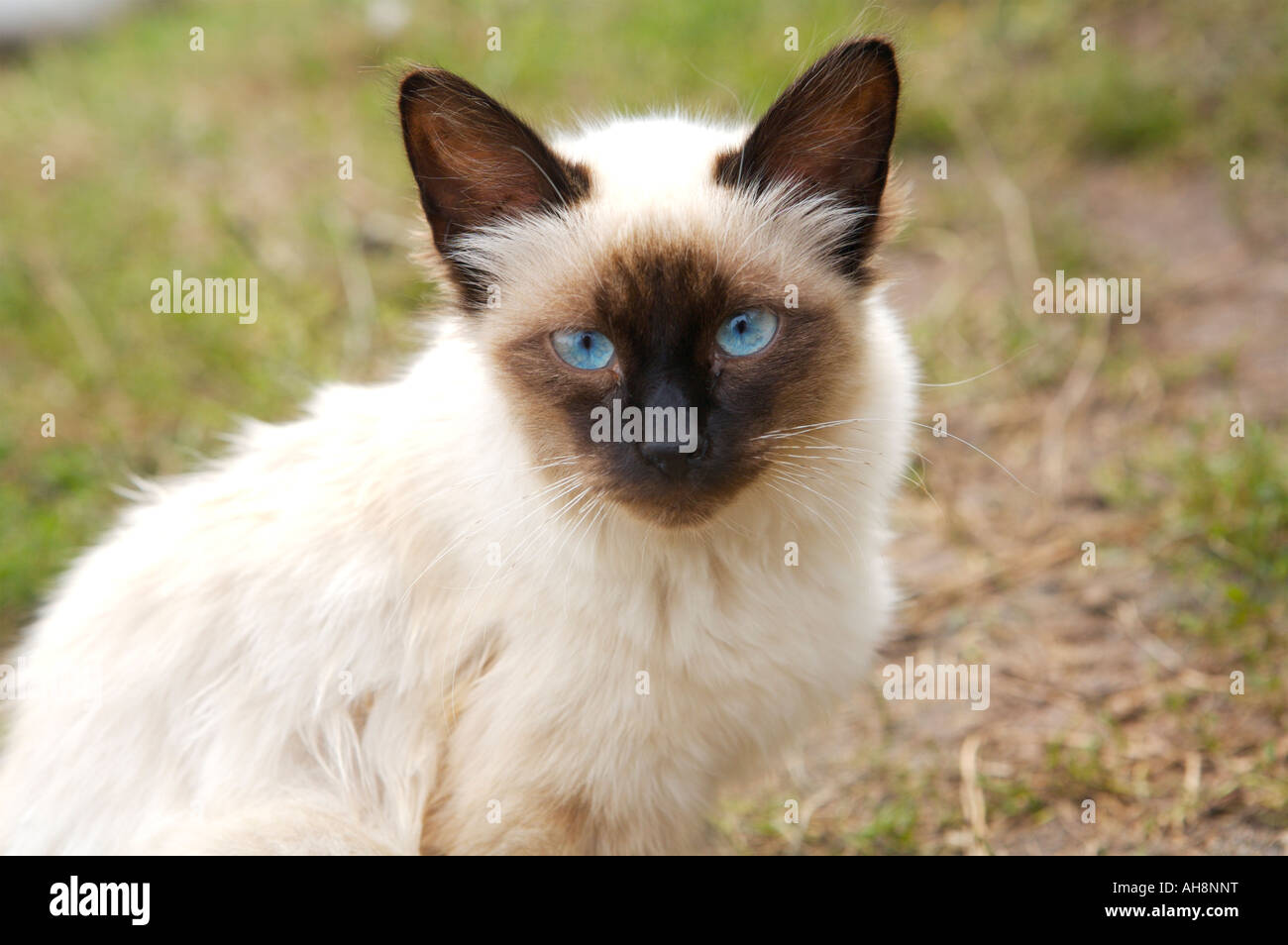 Close up Blue eyed siamese cat Altai Russia Stock Photo - Alamy