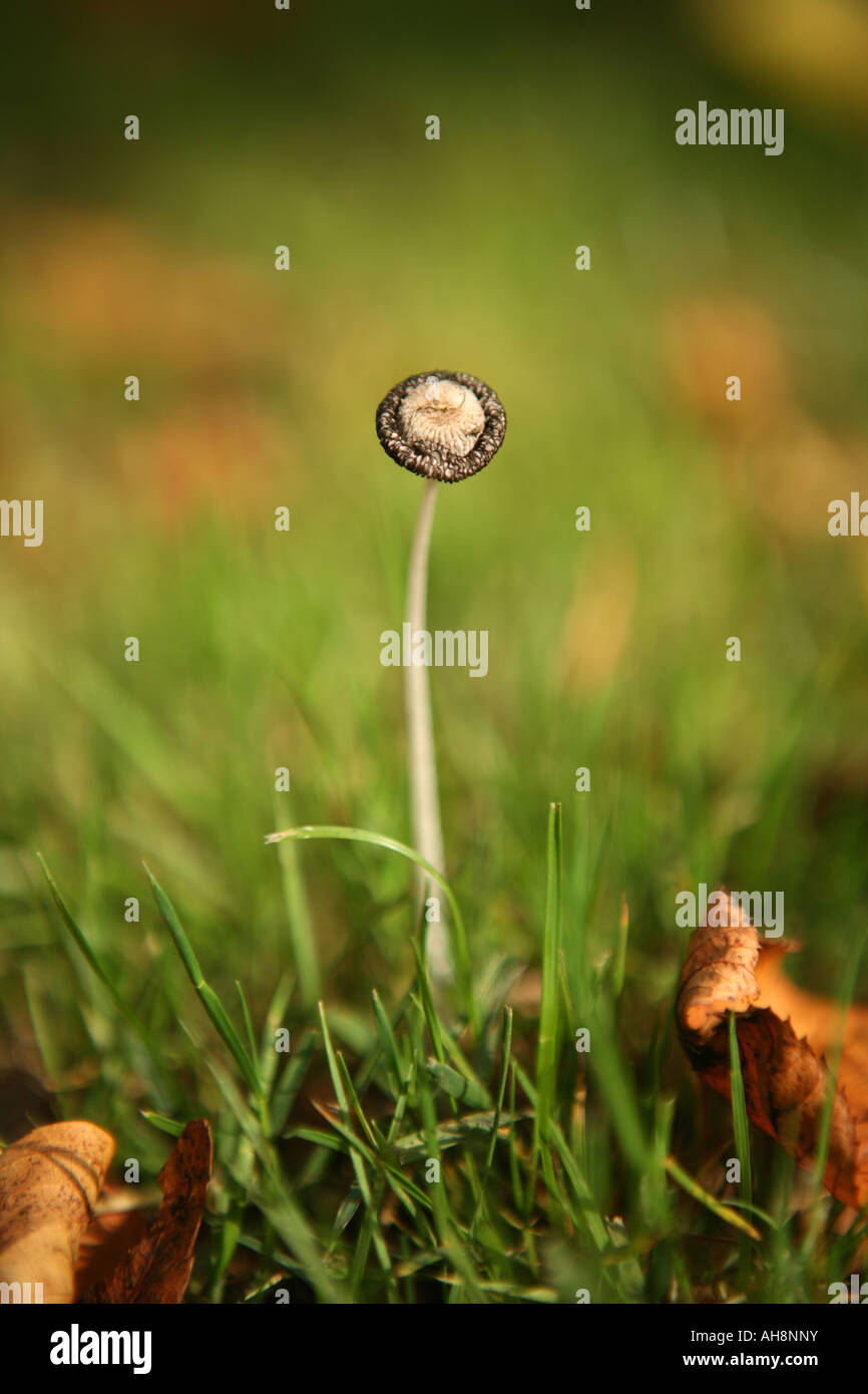 Tall fungi hi-res stock photography and images - Alamy