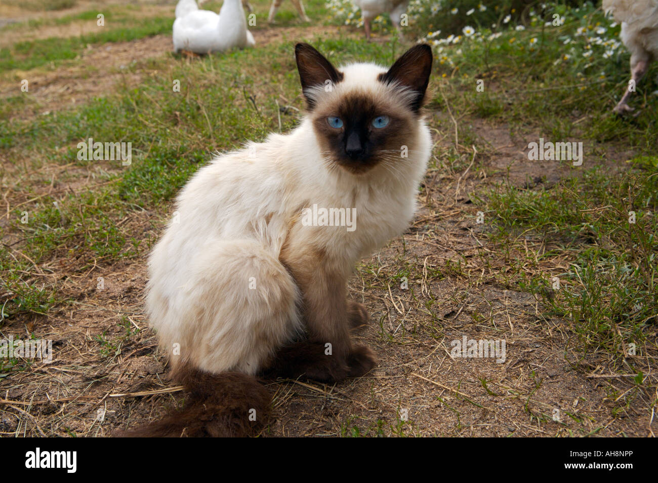 Blue eyed siamese cat Altai Russia Stock Photo - Alamy