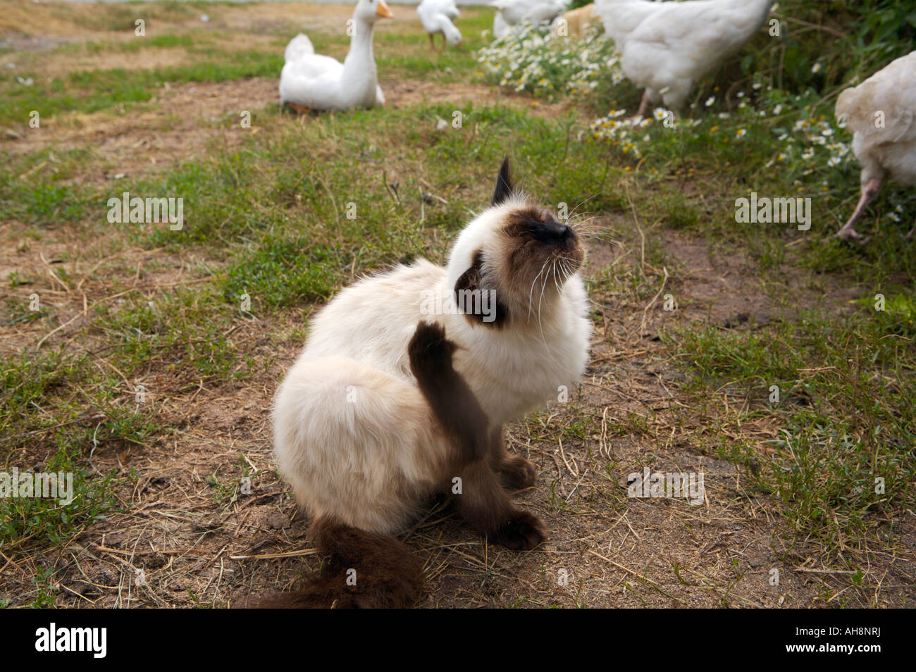 Blue eyed siamese cat playing with chickens Altai Russia Stock Photo ...