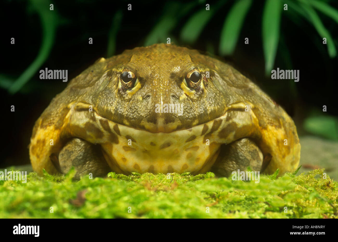 Fat frog hi-res stock photography and images - Alamy