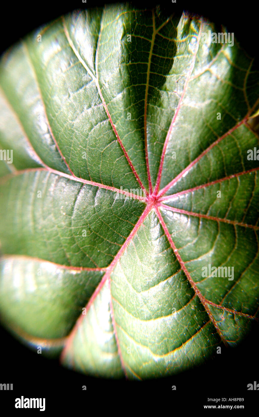 Caladium a perennial hi-res stock photography and images - Alamy