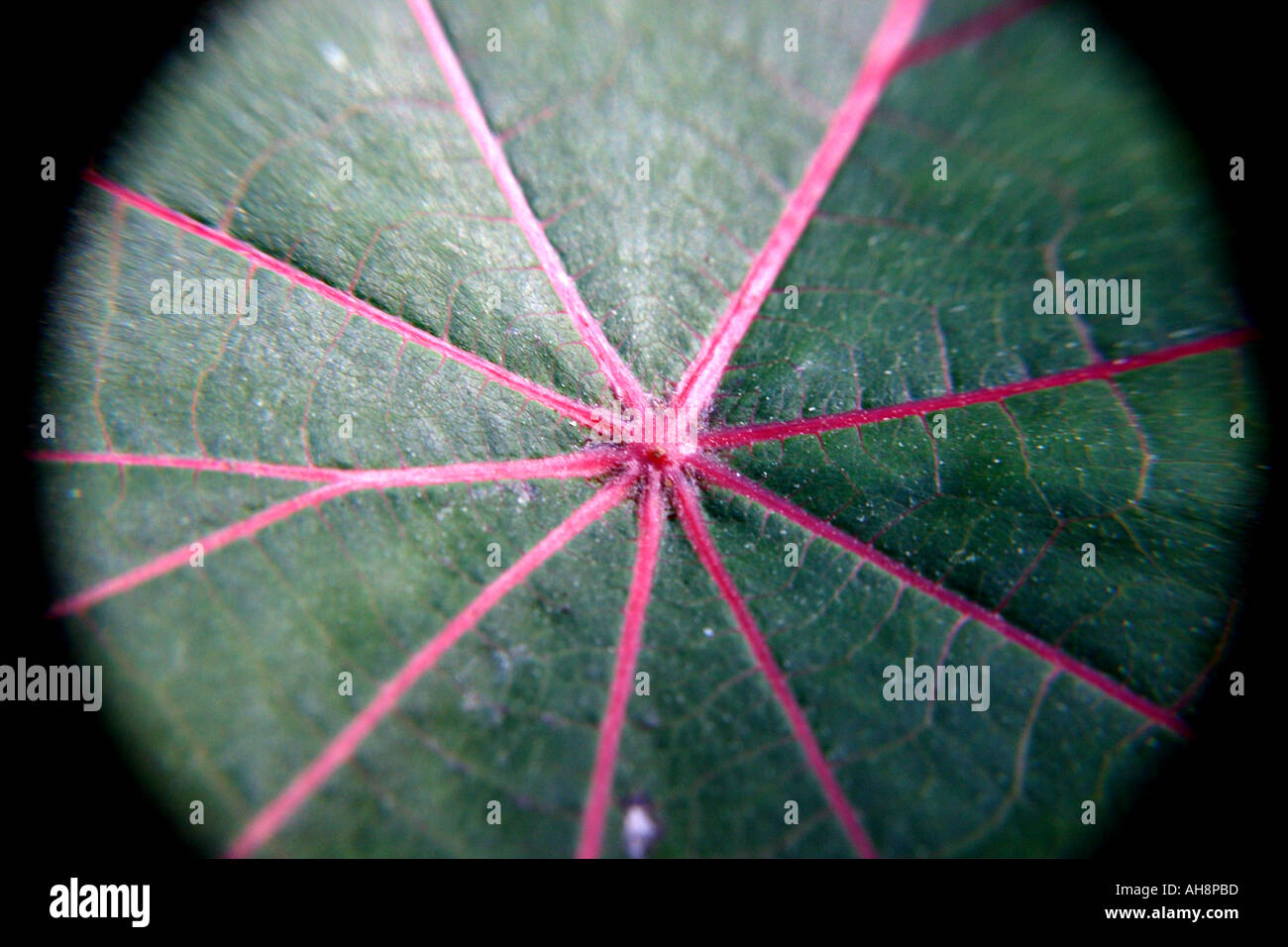 Caladium a perennial hi-res stock photography and images - Alamy