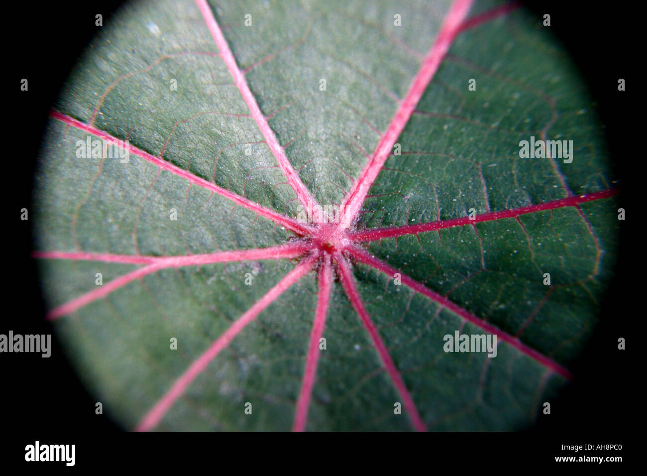 A CALADIUM LEAF BAPD 2600 Stock Photo - Alamy