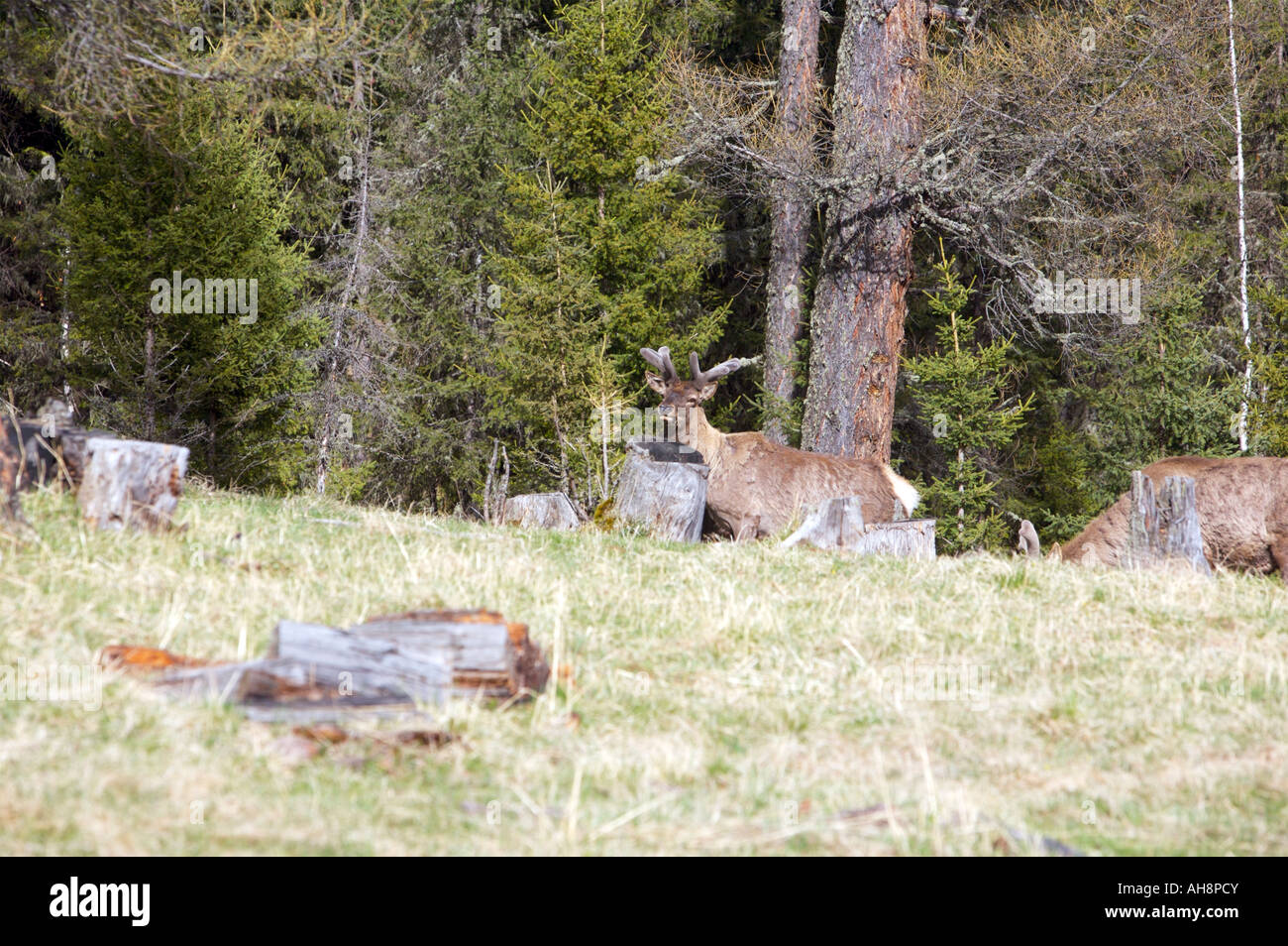Altai maral hi-res stock photography and images - Alamy