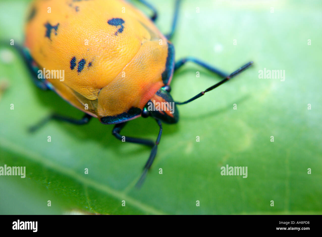 Orange Stinkbug High Resolution Stock Photography and Images - Alamy