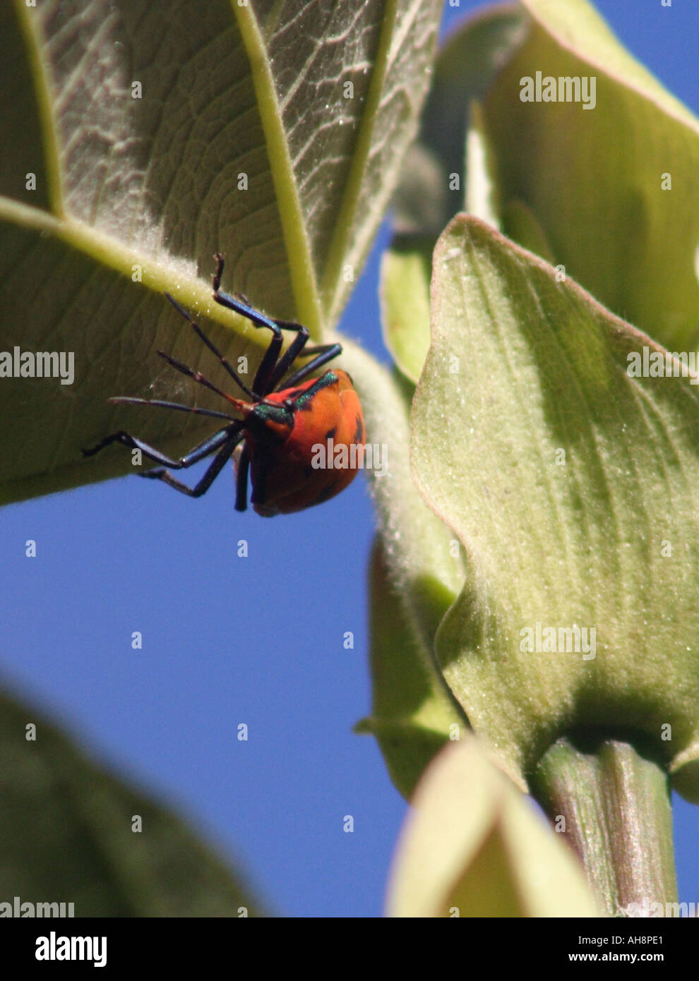 Orange Stinkbug High Resolution Stock Photography and Images - Alamy