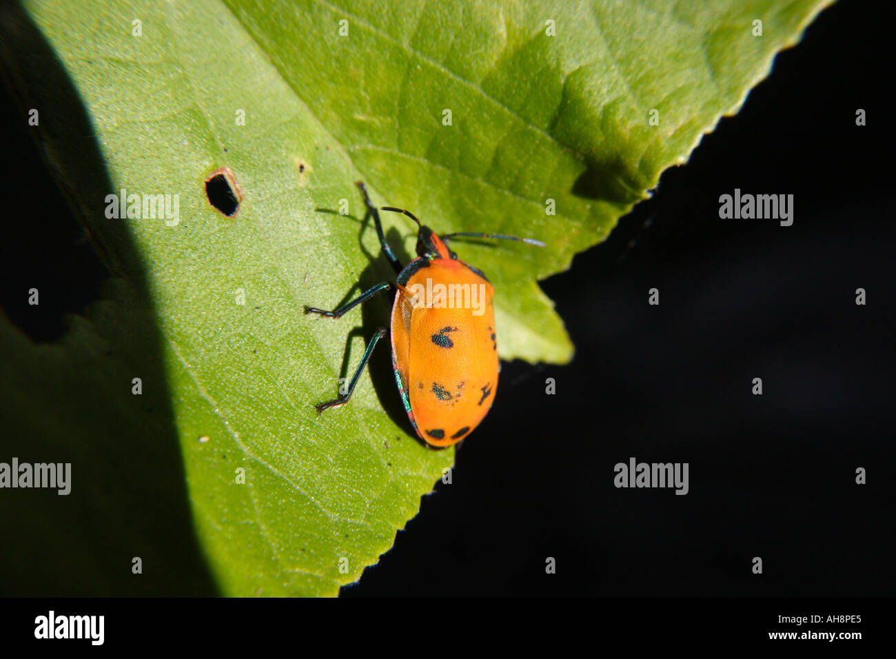 Orange stinkbug hi-res stock photography and images - Alamy