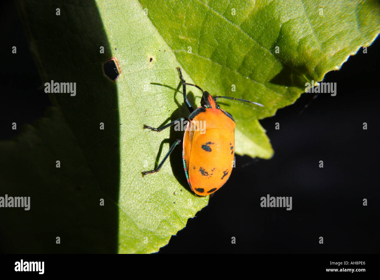 Orange stinkbug hi-res stock photography and images - Alamy