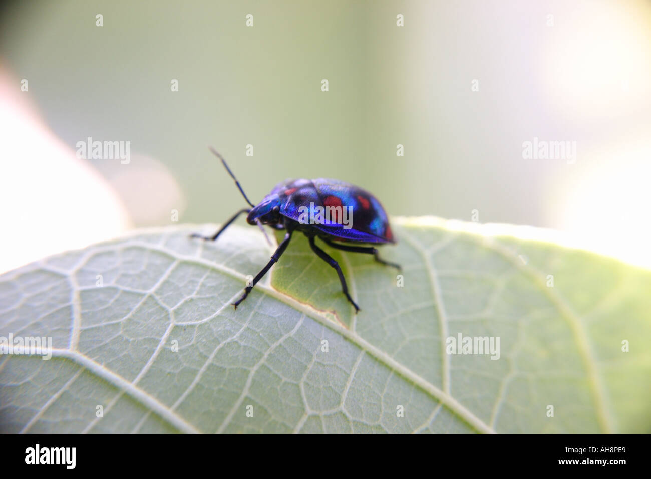 Stinkbug wings hi-res stock photography and images - Alamy
