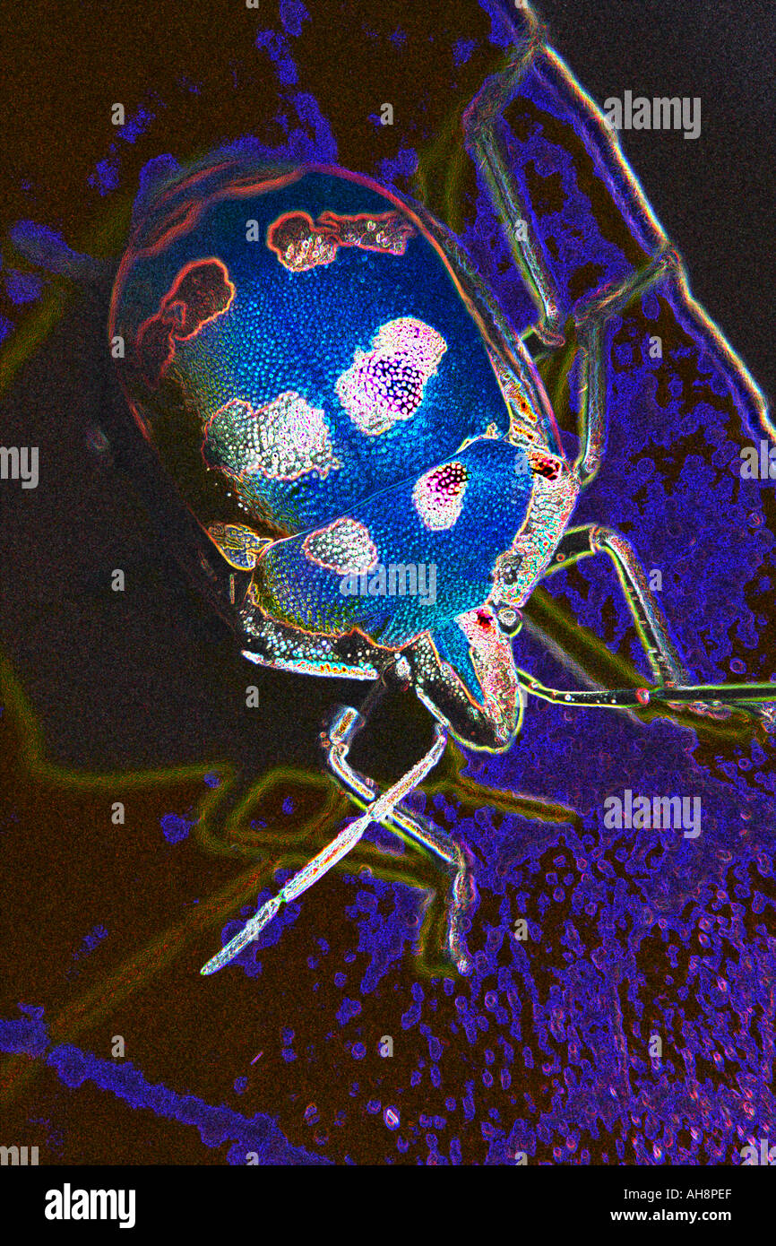 A BRIGHT BLUE STINKBUG BAPD 2630C Stock Photo - Alamy