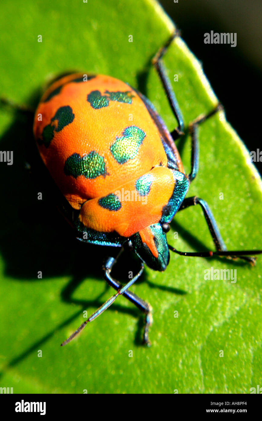 Orange stinkbug hi-res stock photography and images - Alamy