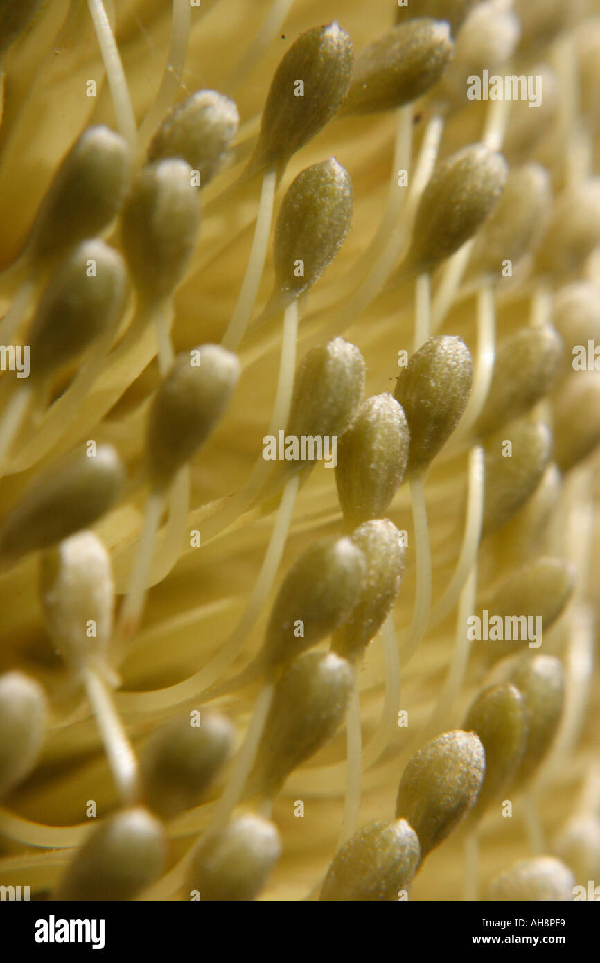 Clustered flower spikes hi-res stock photography and images - Alamy