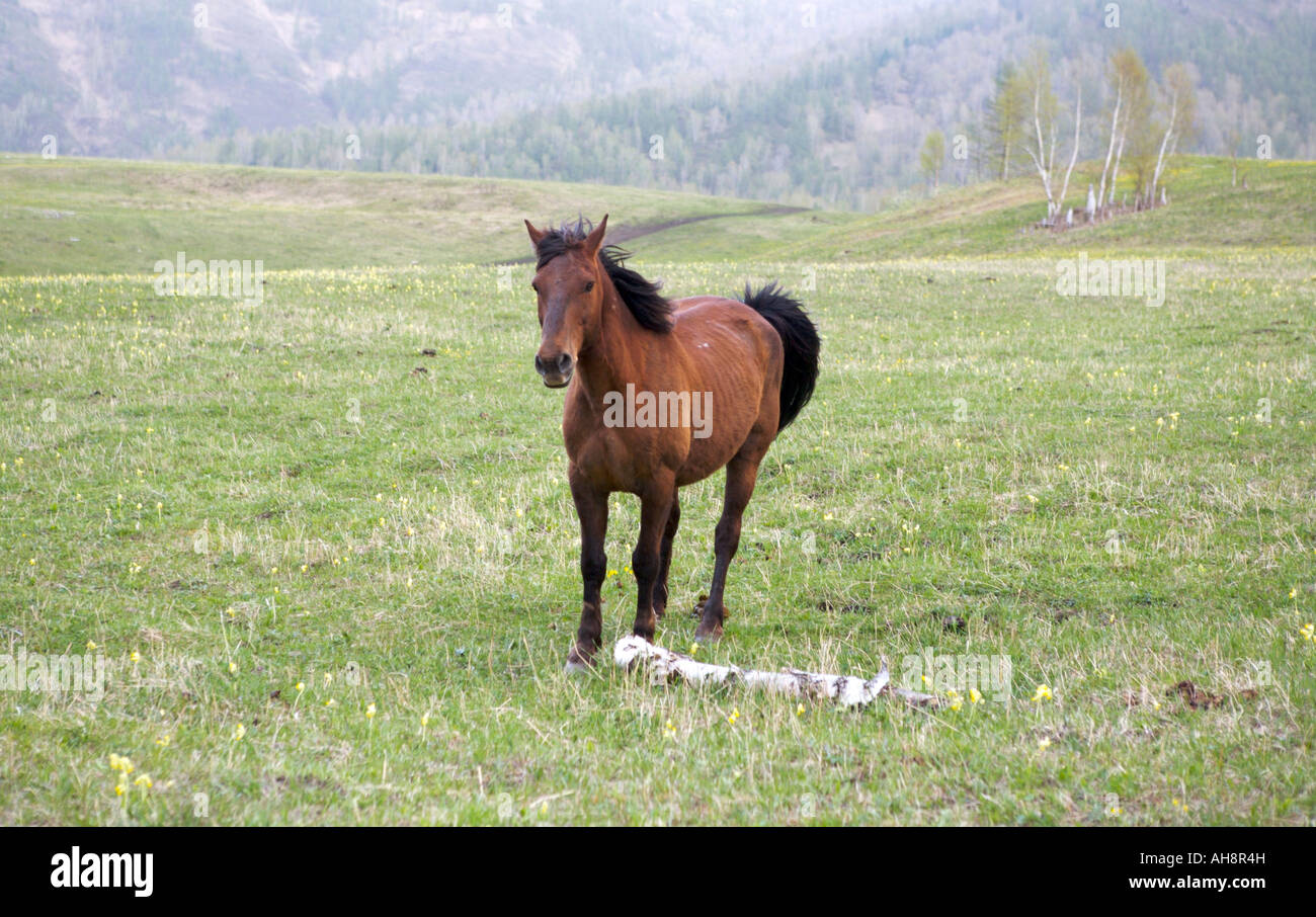 Wild Horse Altai Russia Stock Photo - Alamy