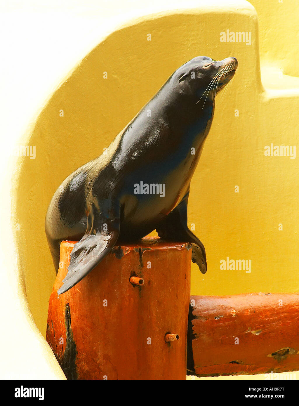 Performing seal hi-res stock photography and images - Alamy