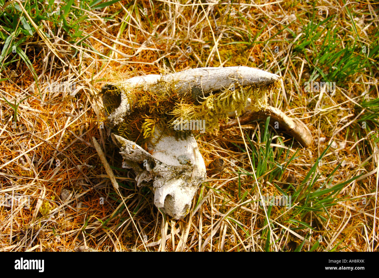 Goat teeth hi-res stock photography and images - Alamy