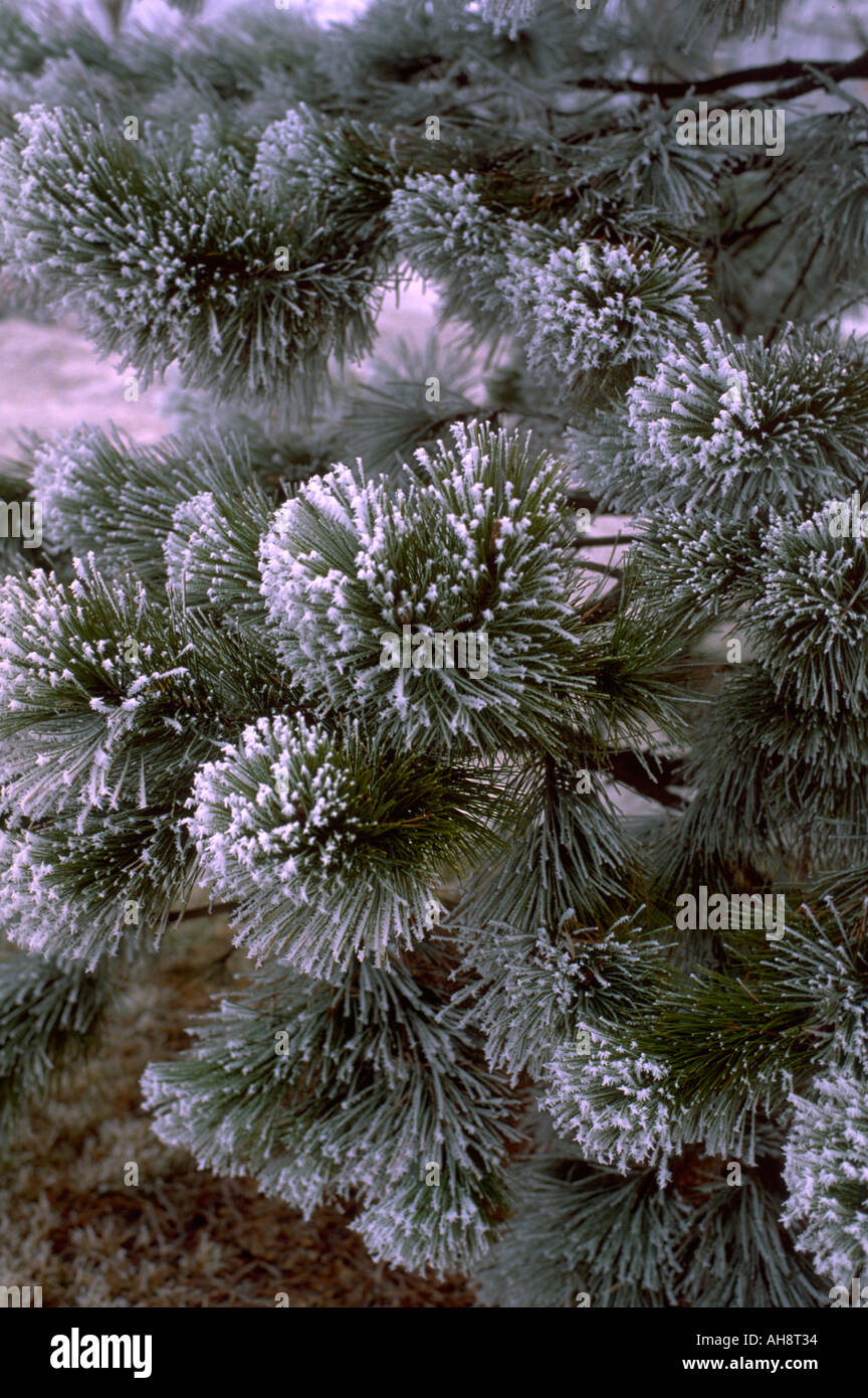 Evergreen tree flocked with snow in the winter. Minneapolis Minnesota ...