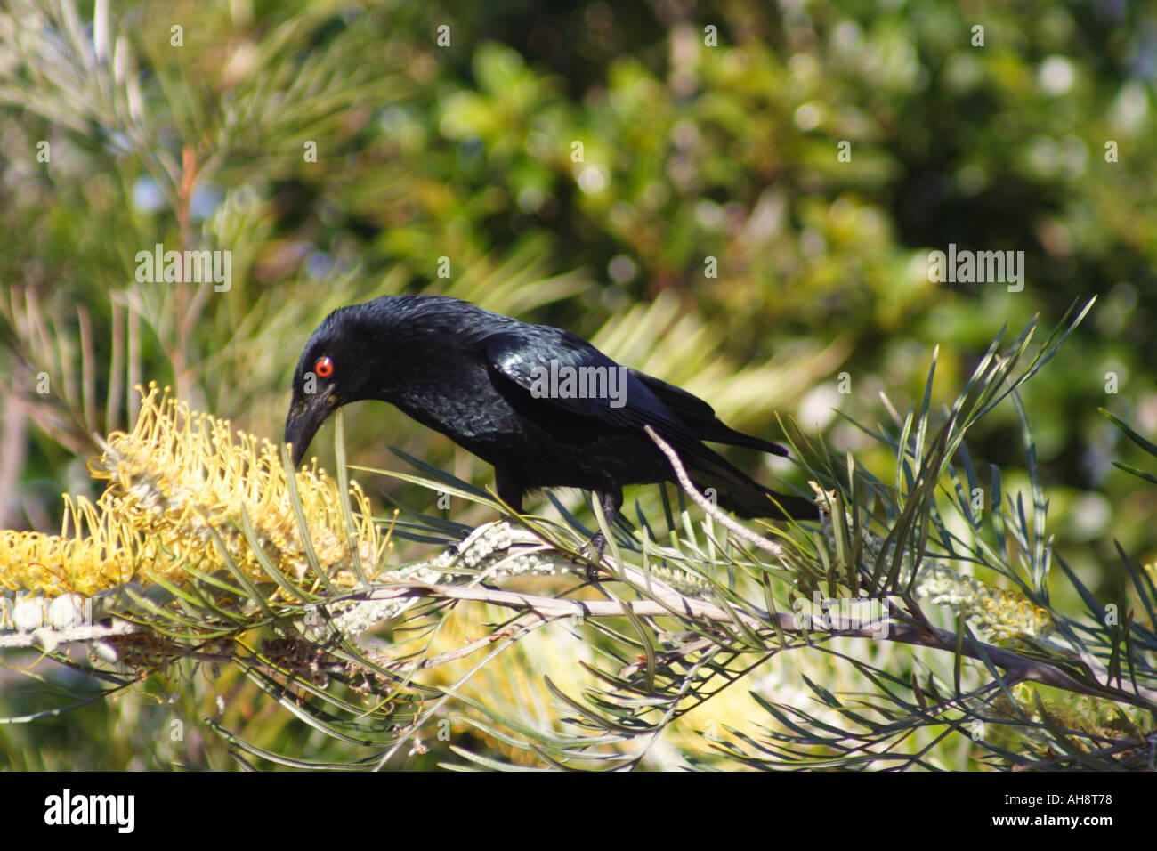 SPANGLED DRONGO BIRD FEEDING IN A GREVILLEA TREE QUEENSLAND AUSTRALIA ...