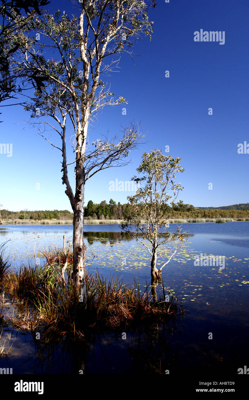 TREES OVER THE EWAN MADDOCK DAM QUEENSLAND AUSTRALIA Stock Photo - Alamy
