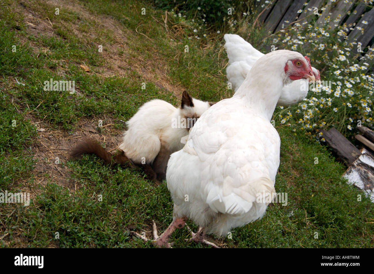 Blue eyed siamese cat playing with chickens Altai Russia Stock Photo ...