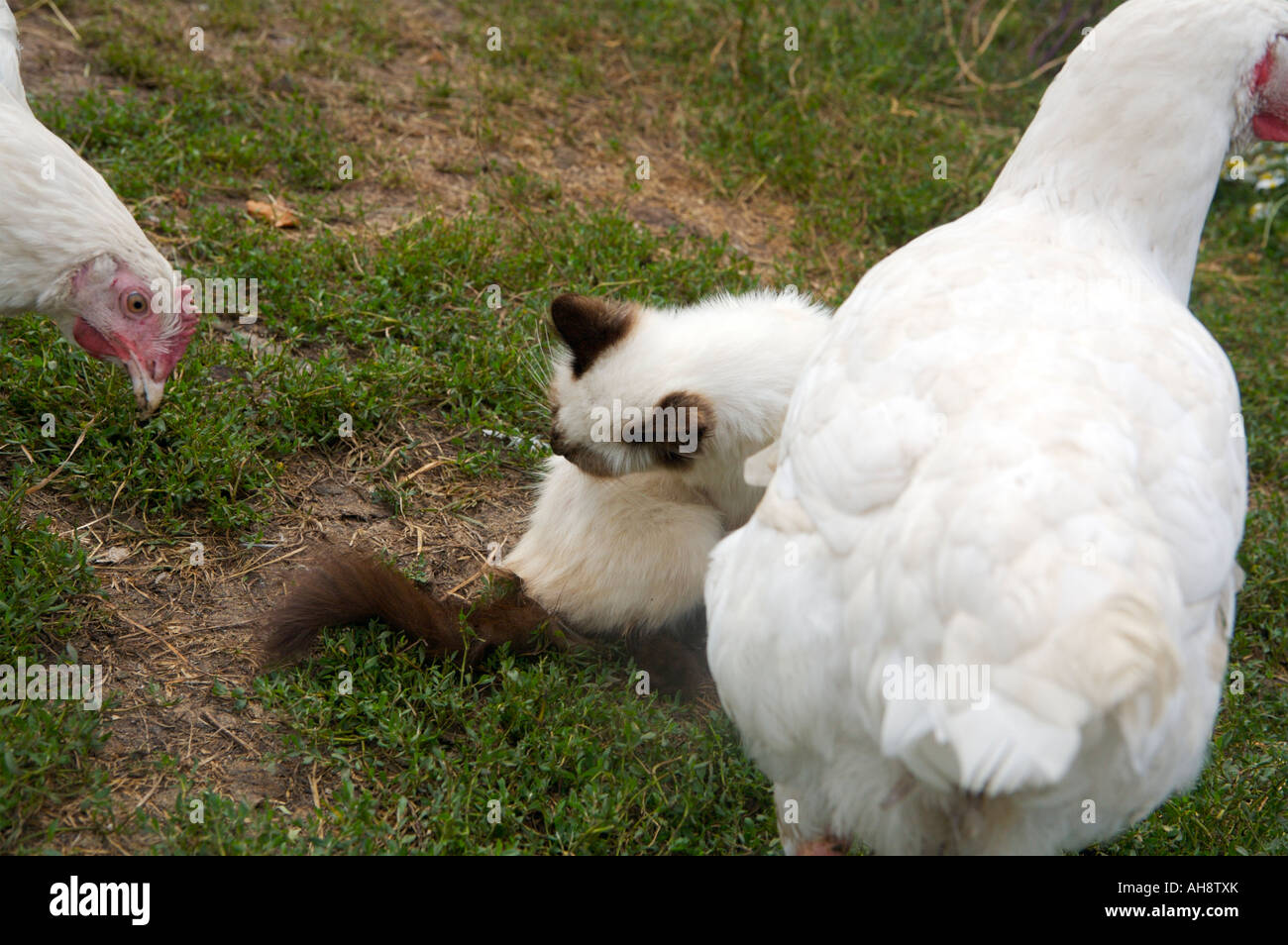Blue eyed siamese cat playing with chickens Altai Russia Stock Photo ...