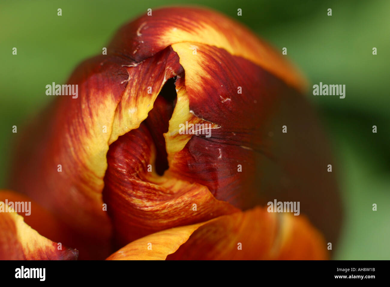 Closed yellow tulip blossoms hi-res stock photography and images - Alamy