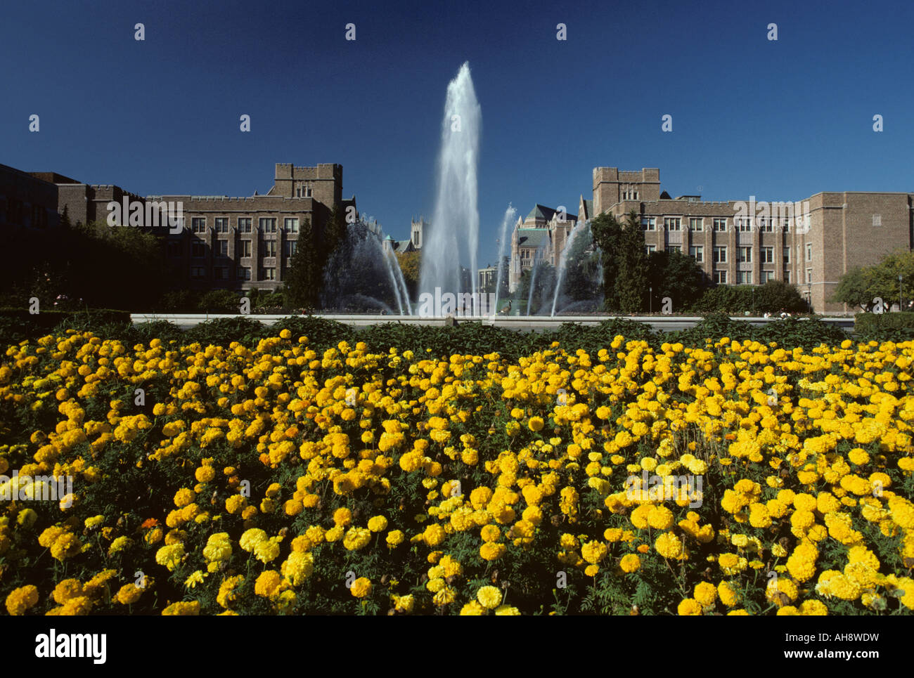 University of Washington fountain Frosh Pond with yellow flowers and ...