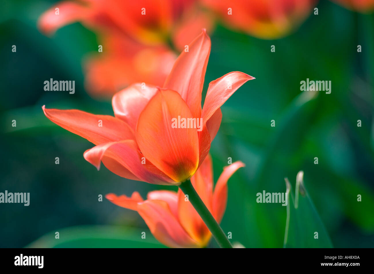 Tulips reproduction hi-res stock photography and images - Alamy