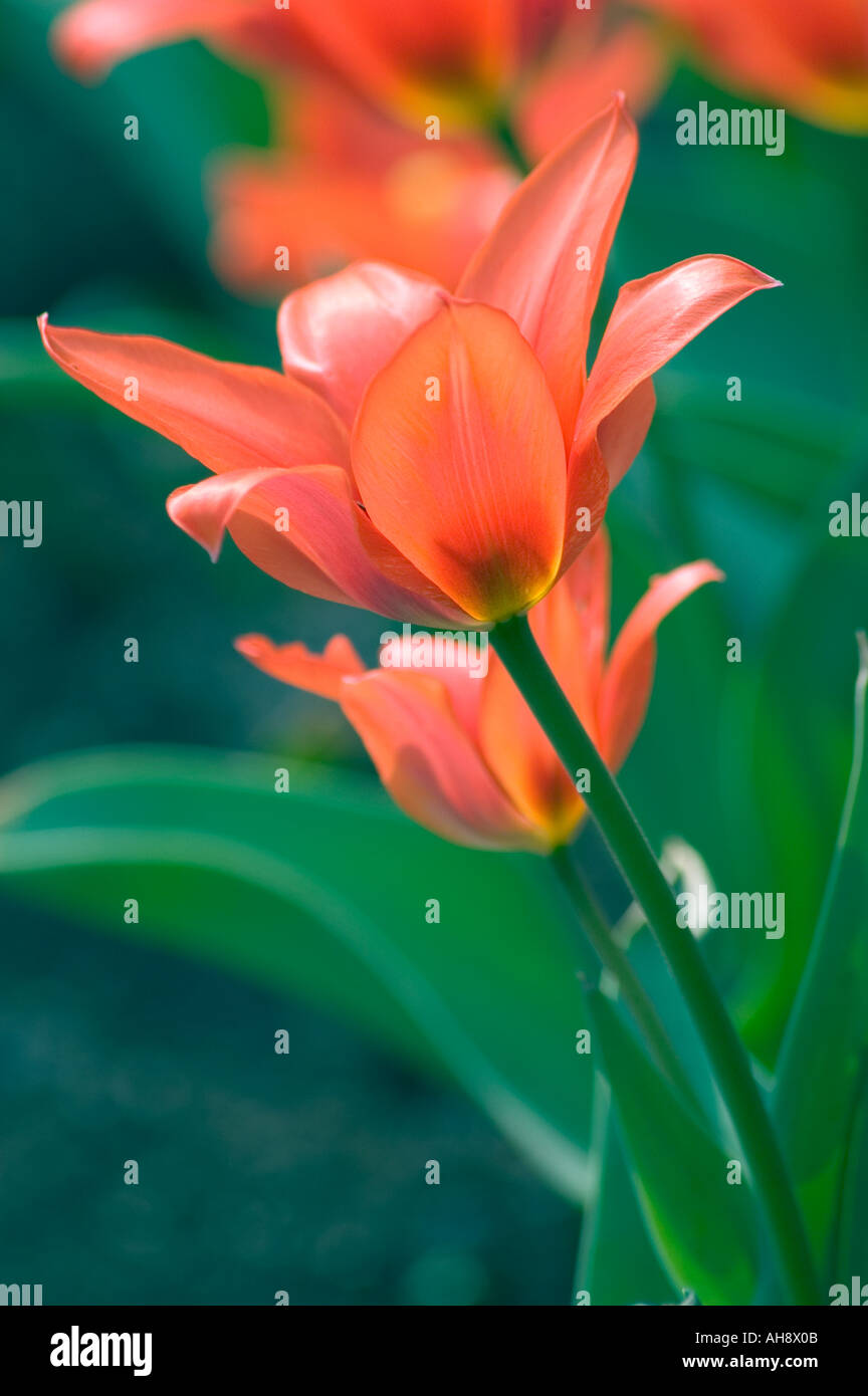 Tulips reproduction hi-res stock photography and images - Alamy