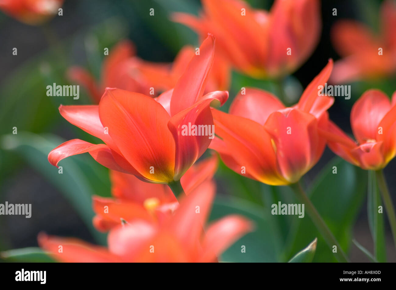 Tulips reproduction hi-res stock photography and images - Alamy
