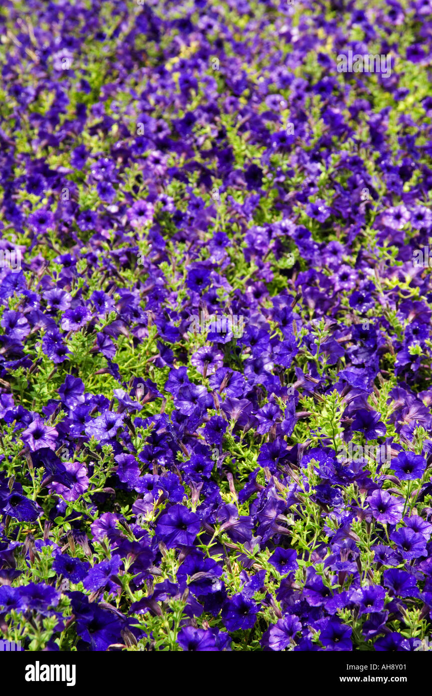 Purple million bells plants Stock Photo - Alamy