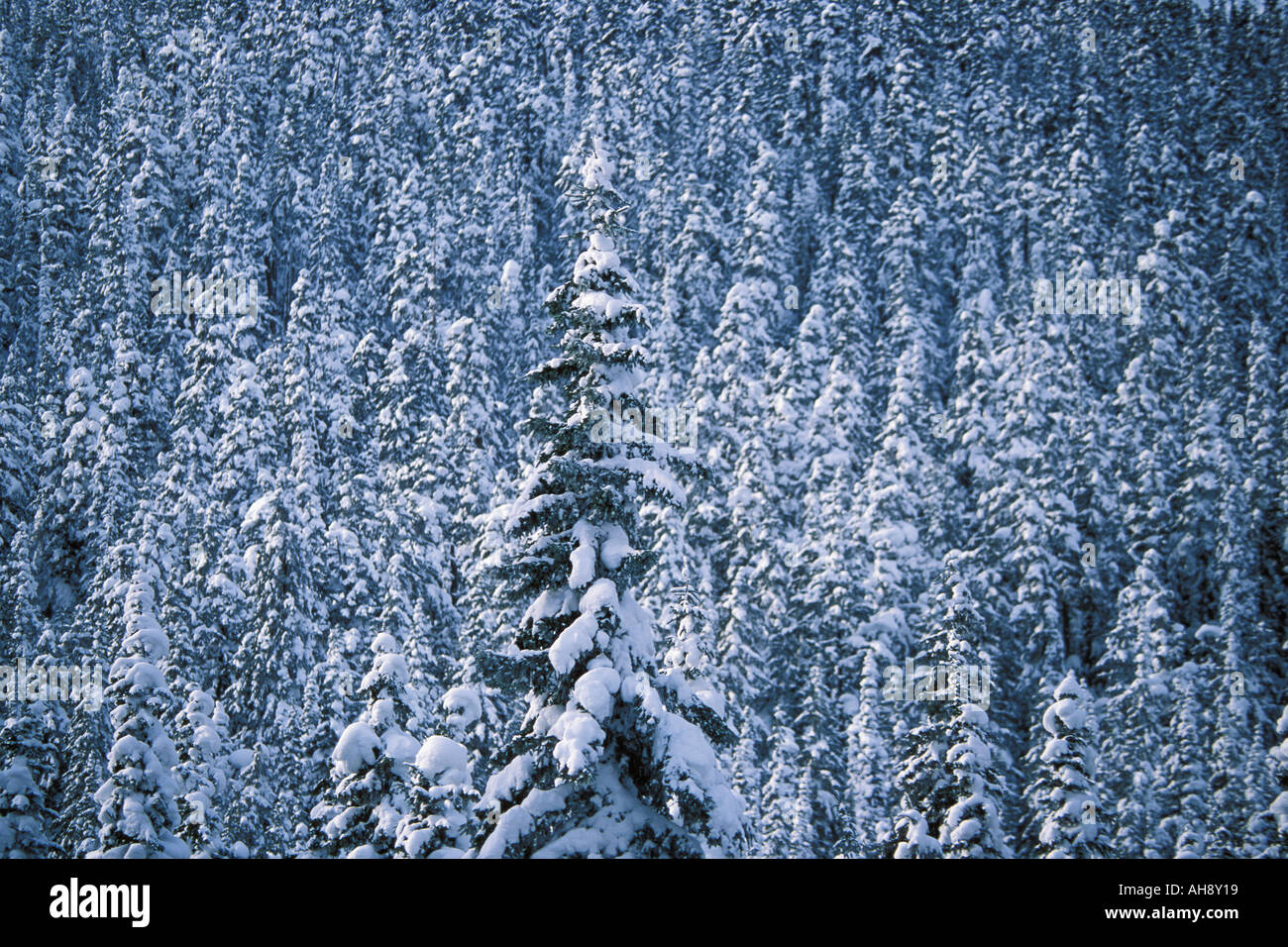 Spruce Forest covered in Snow Banff National Park Alberta Canada Stock ...