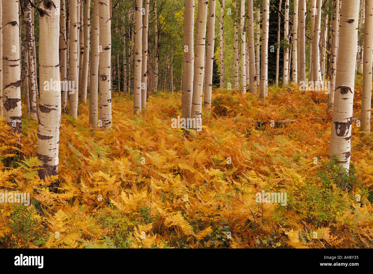 Aspen grove hi-res stock photography and images - Alamy