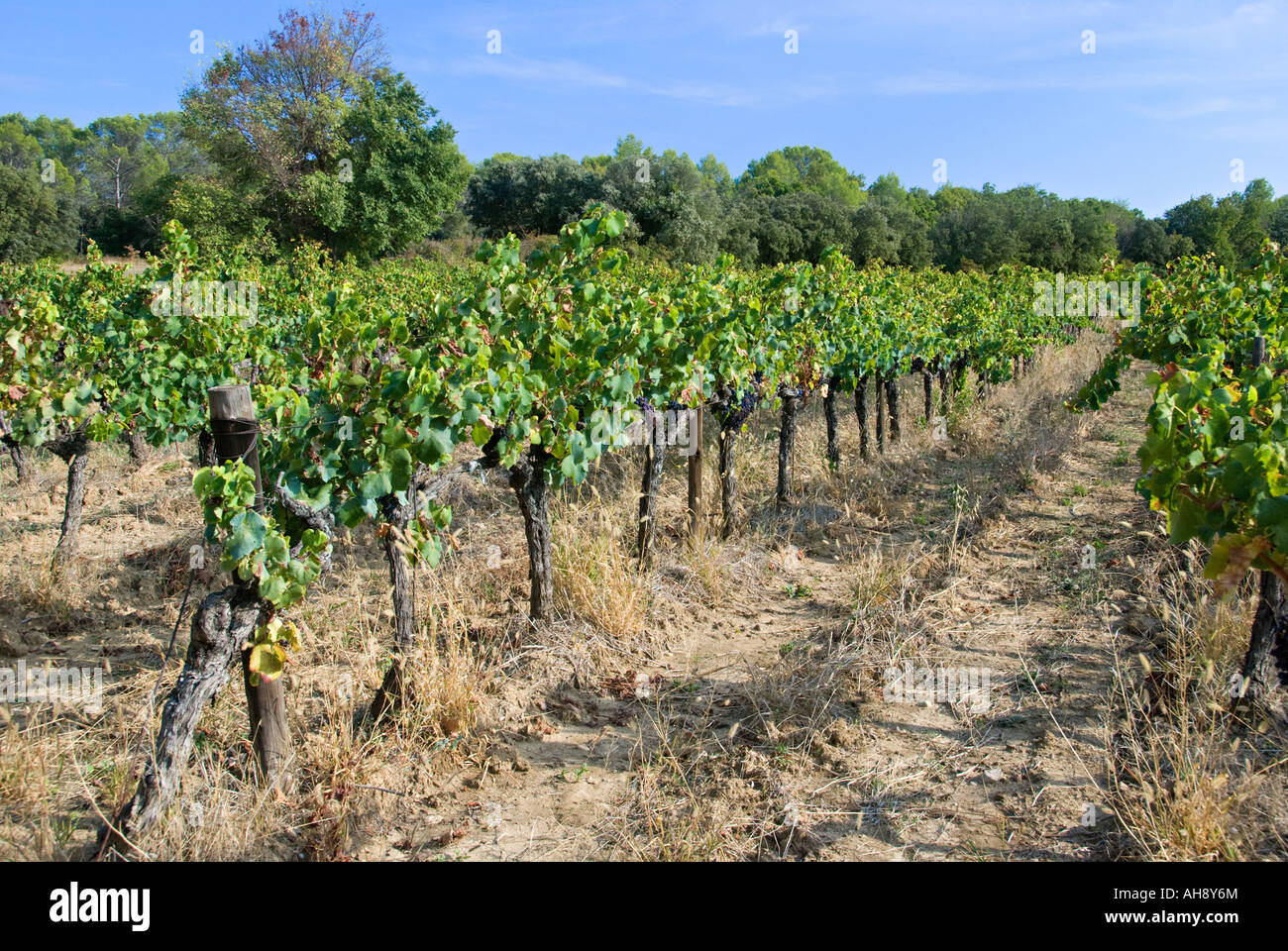 A vineyard row with grass at the end of summer Stock Photo - Alamy