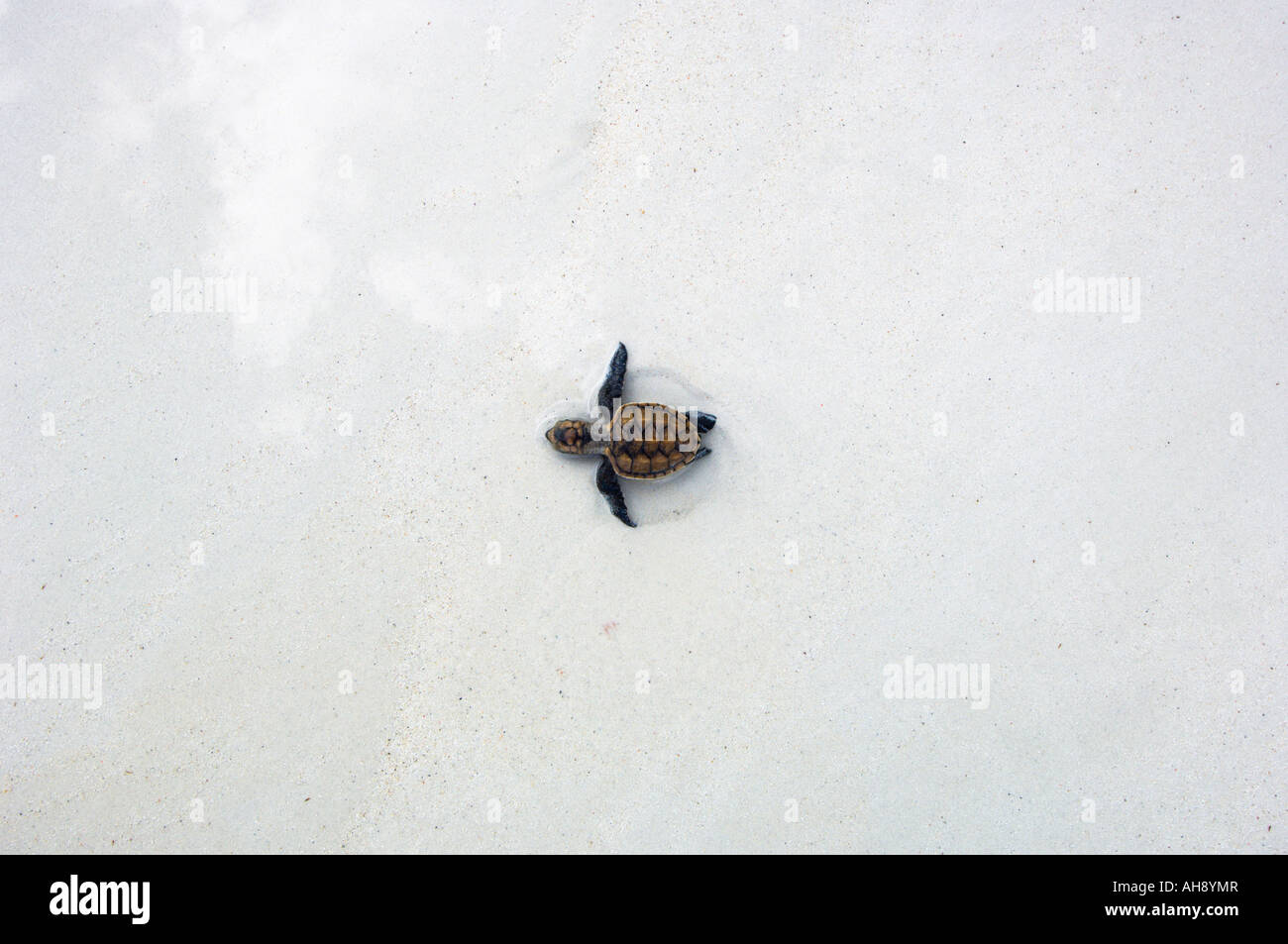 Baby turtles hatching hi-res stock photography and images - Alamy