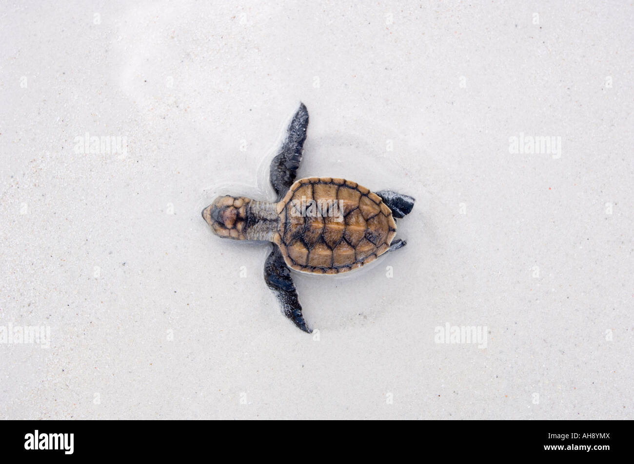 Baby turtles hatching hi-res stock photography and images - Alamy