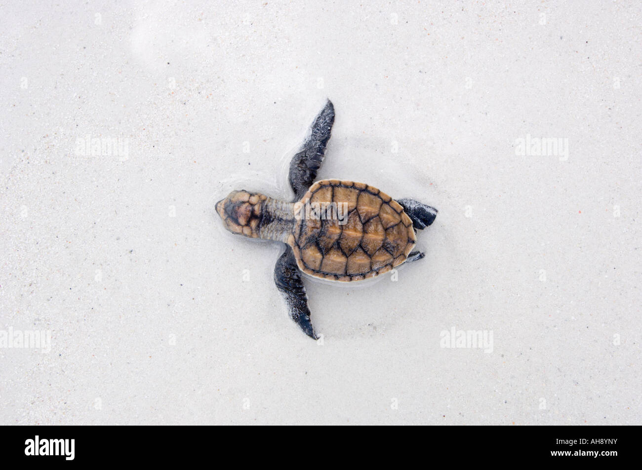 Baby turtle Stock Photo - Alamy