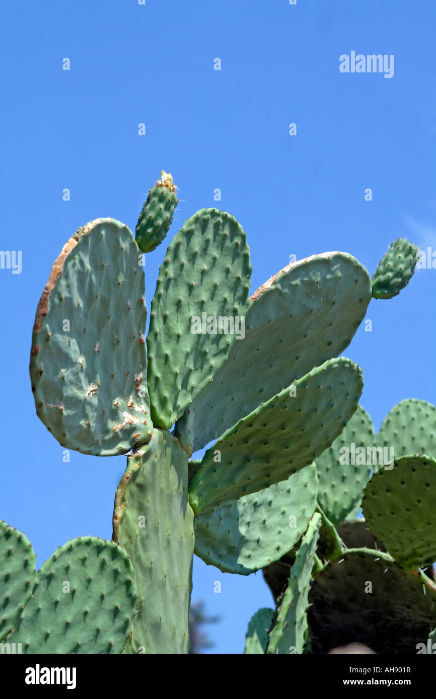 Detail Of Cactus Opuntia Ficus-Indica (Indian Fig Opuntia) In Allah's ...