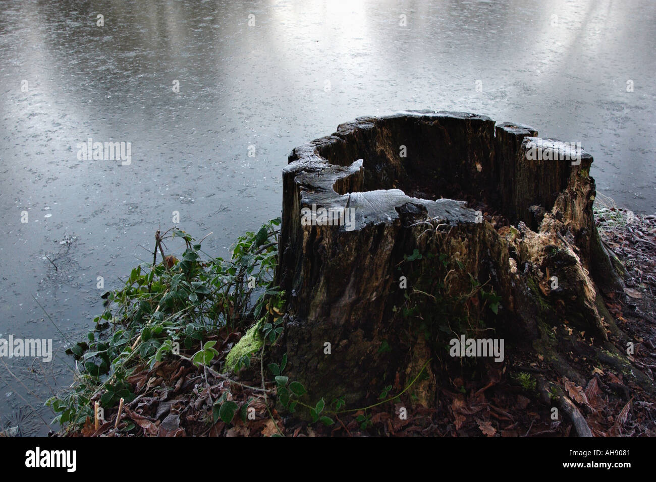 First frost of winter on frozen pond and rotten tree stump Stock Photo ...