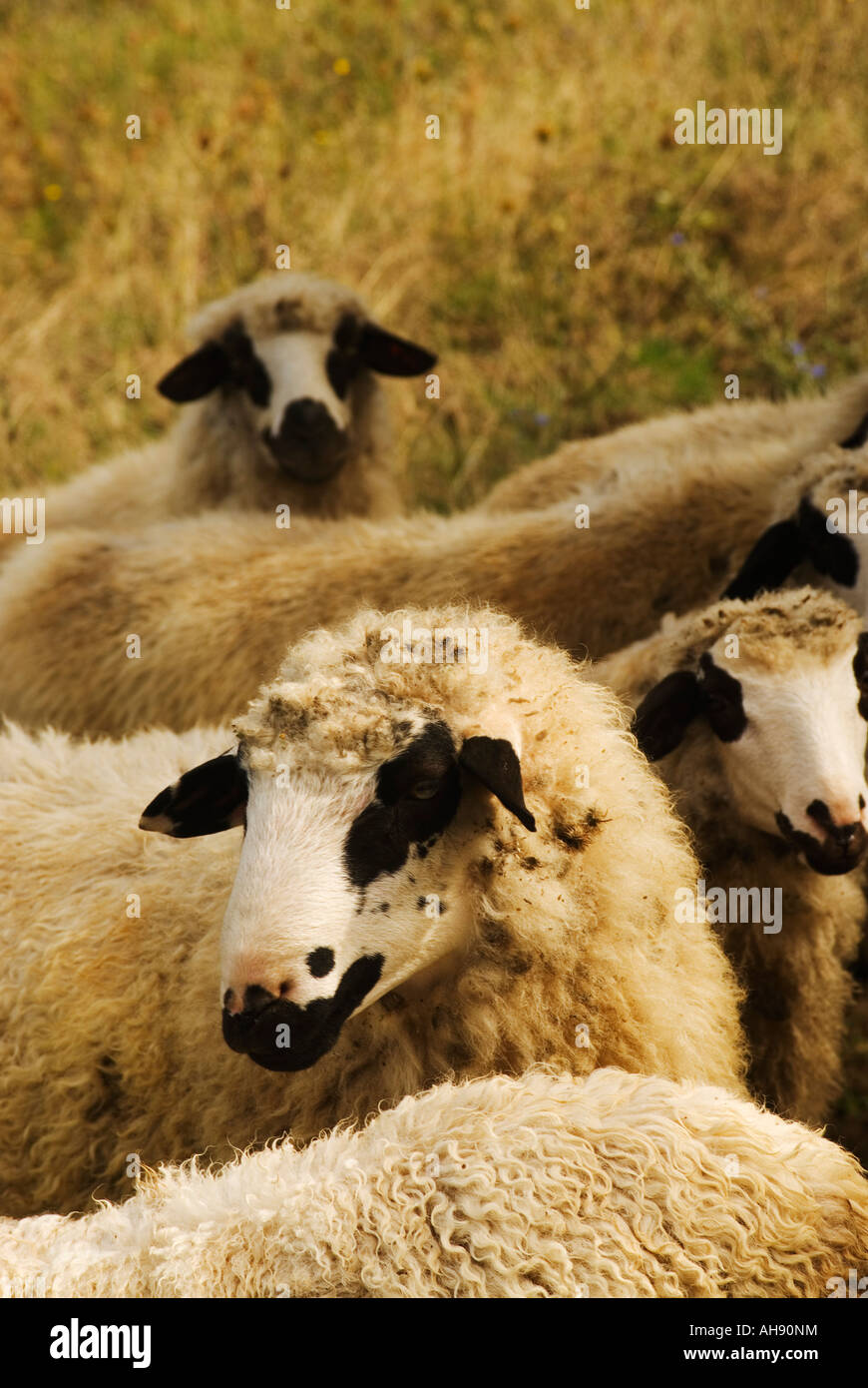 Serbian Sheep, Serbia Stock Photo - Alamy