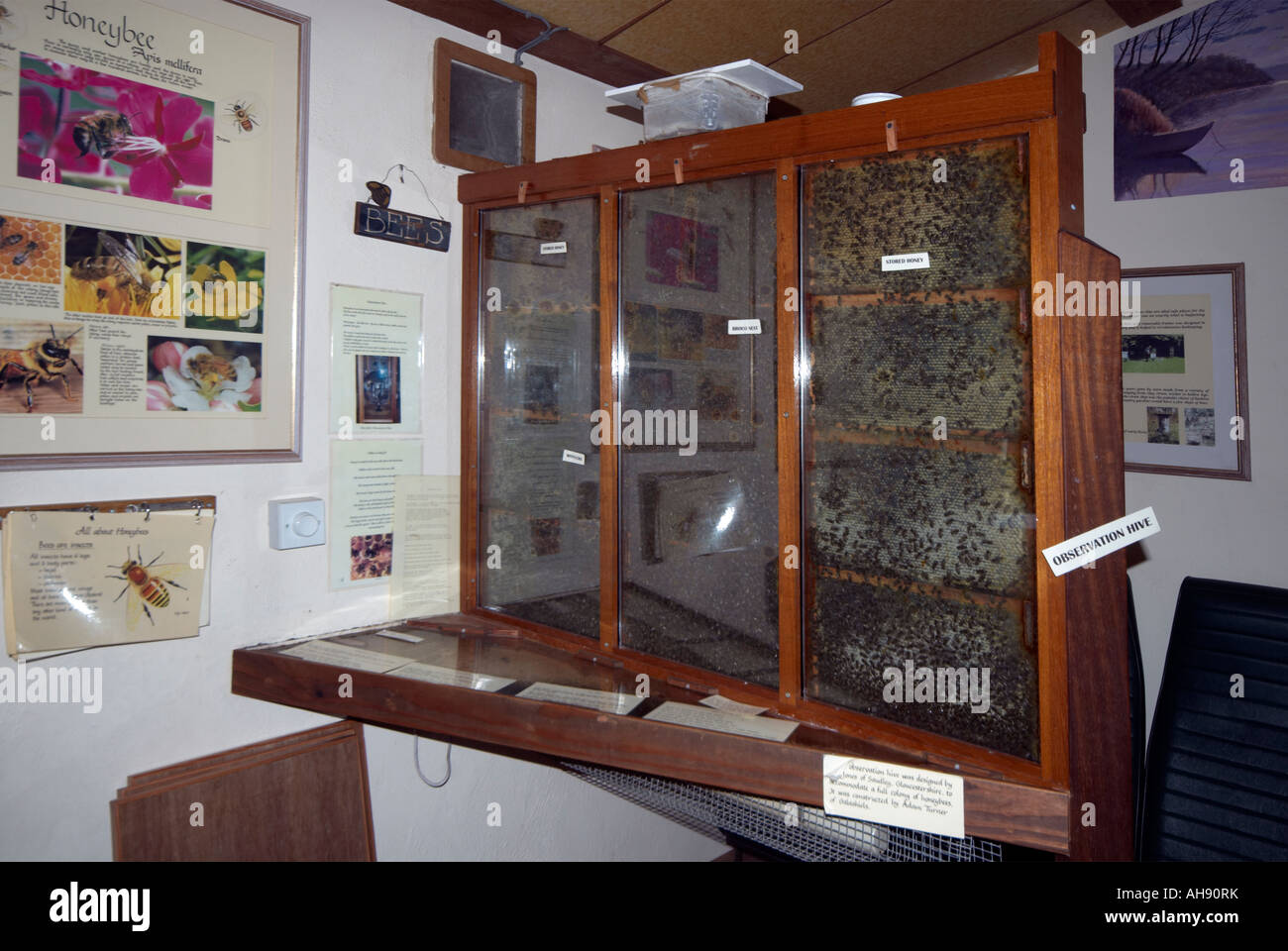 Indoor live observation beehive at Robson's honeyfarm , Chainbridge in ...