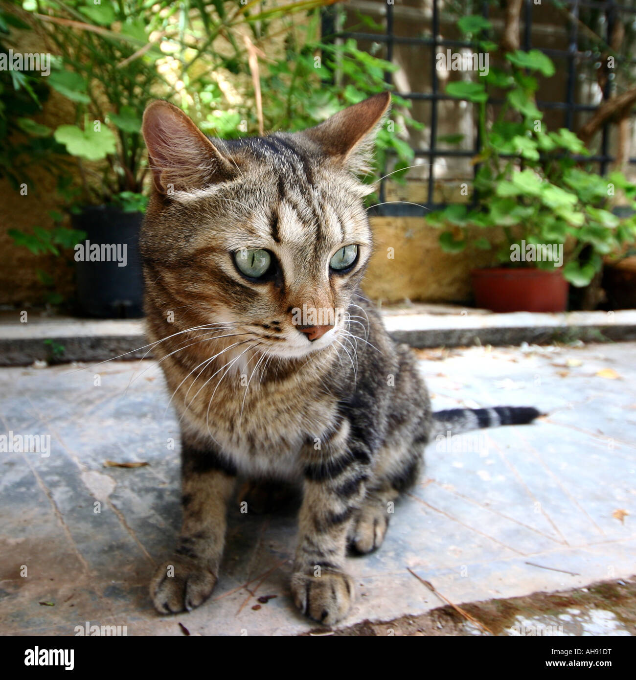 Portrait of an old cat Stock Photo - Alamy