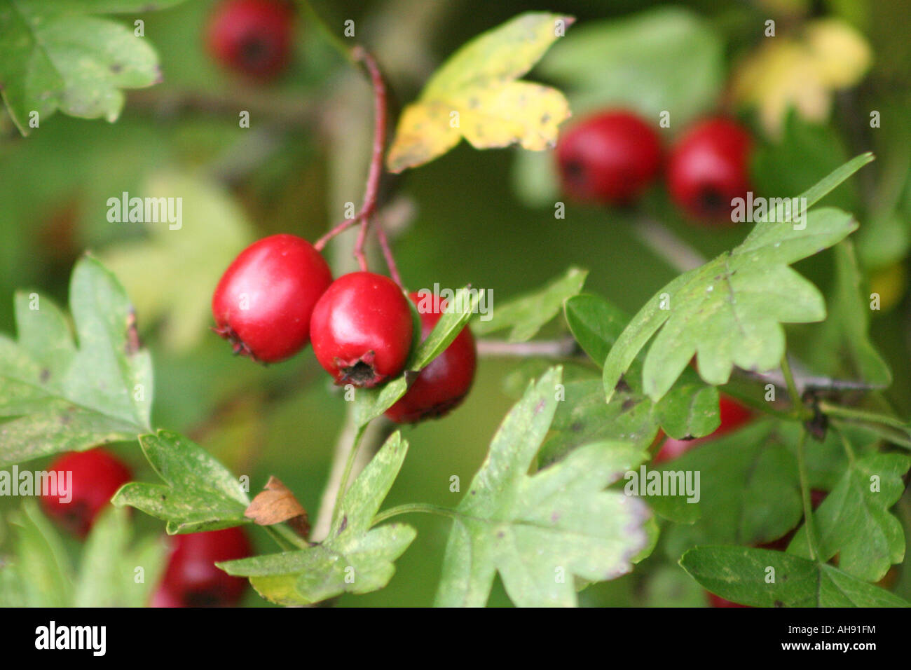 A cluster of red berries on a bush Stock Photo - Alamy